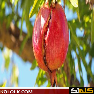 طريقة زراعة الرمان